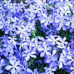 Amazon.com : 100 Periwinkle Vinca Minor Bareroots Creeping Perennial ...