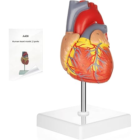 QWORK Human Heart Model, Anatomically Accurate Numbered 2-Part Life ...