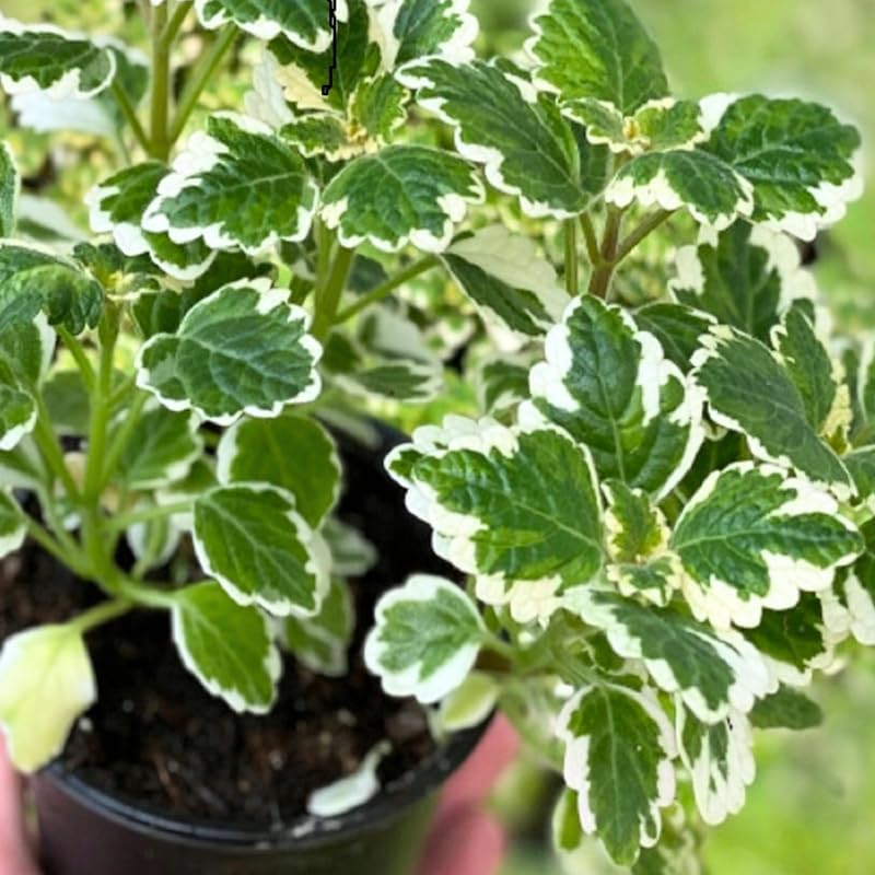 Amazon.com : 2 Swedish Ivy Plants Live Indoors to Grow in 4 Inches Pot ...