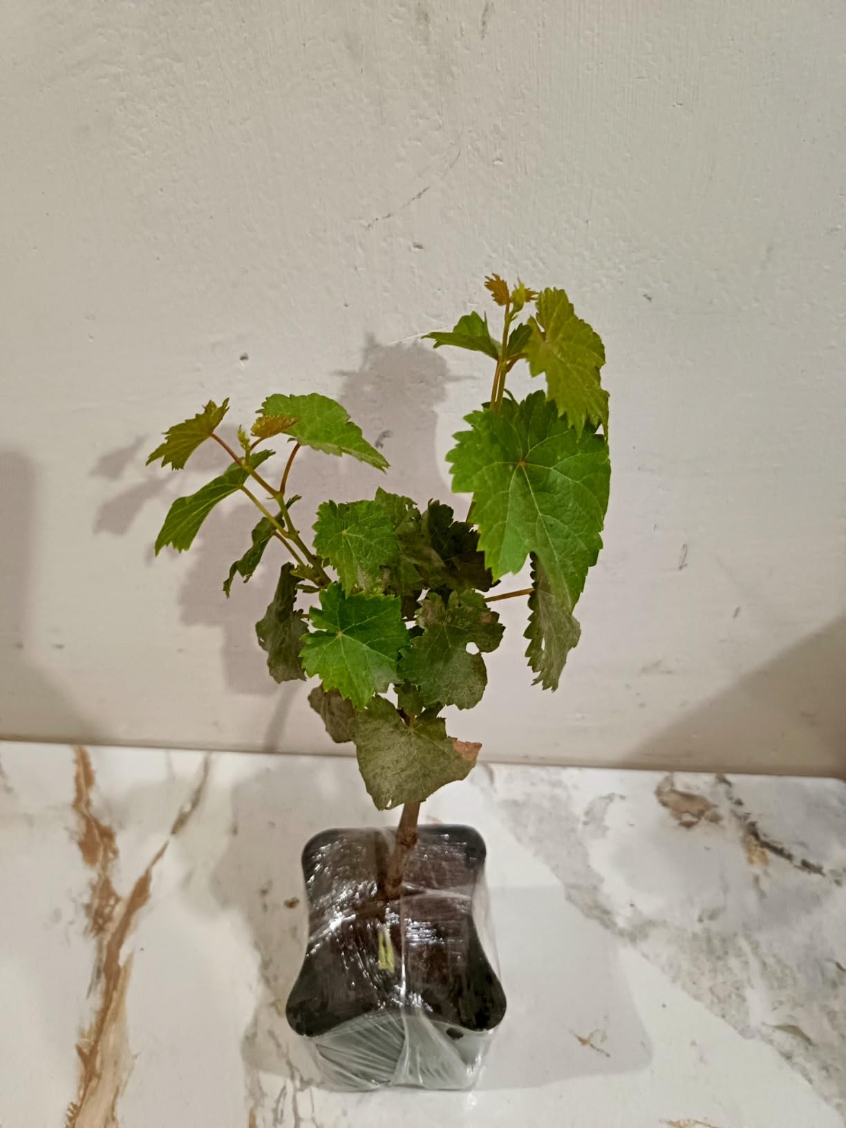 SEEDTREES GREEN GRAPE PLANT (PACK OF 2) GRAFTED - Fruit Tree - Live ...