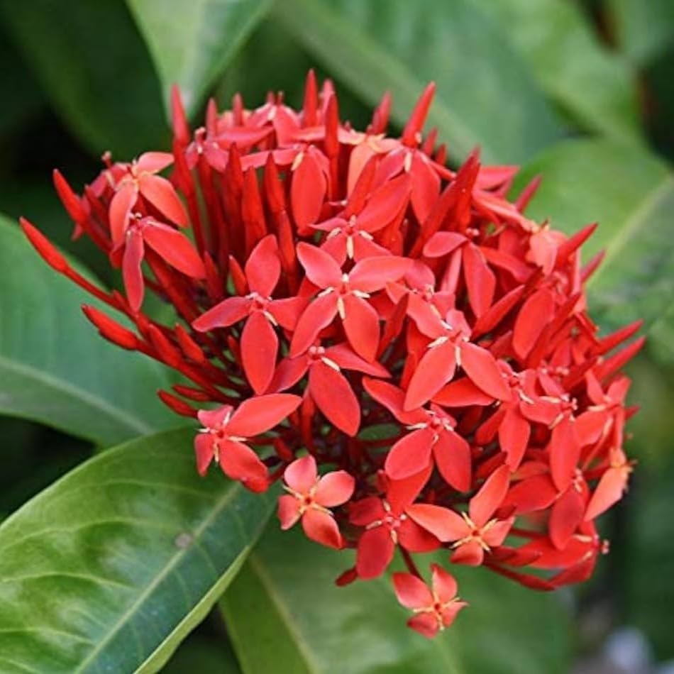 Red Ixora Live Shrub Plant for Home Garden and Outdoor Landscaping Use ...