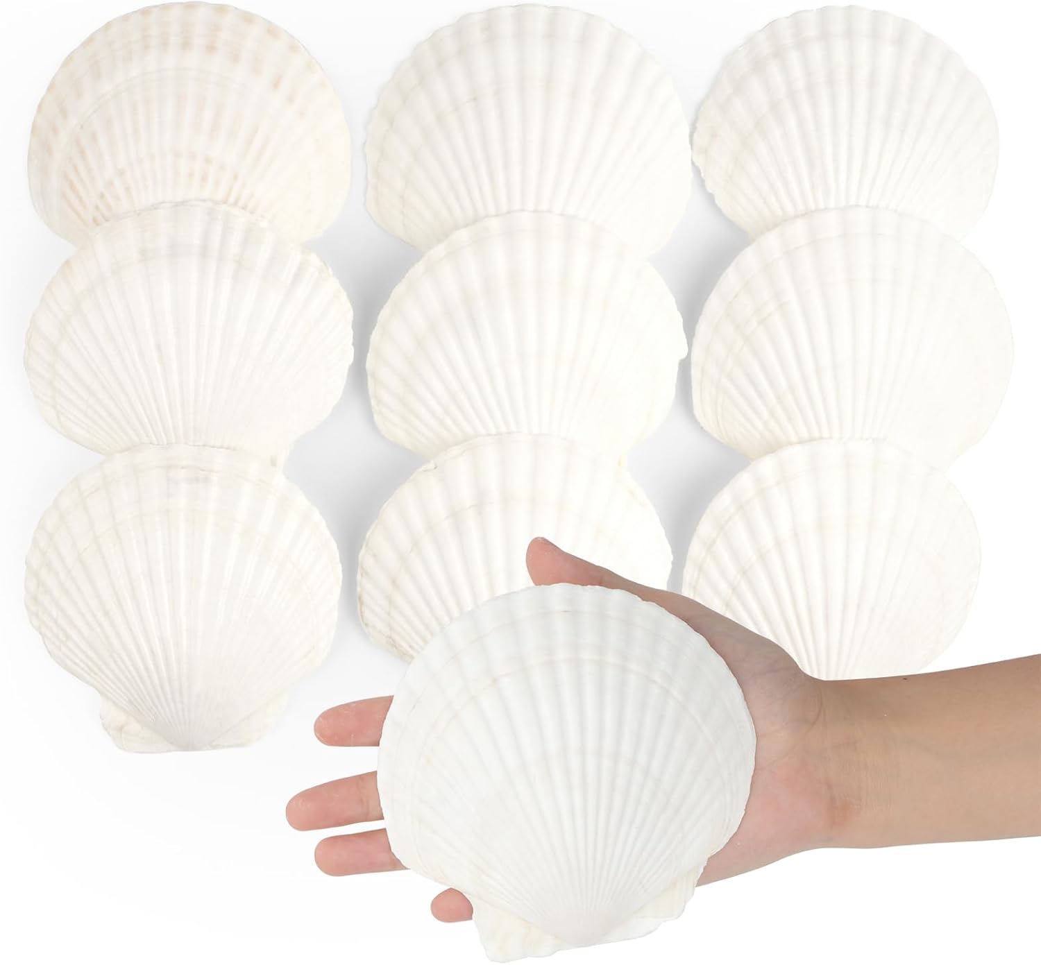 Amazon.com: Jangostor 10 PCS Scallop Shells Natural Seashell, 4" to 5 ...