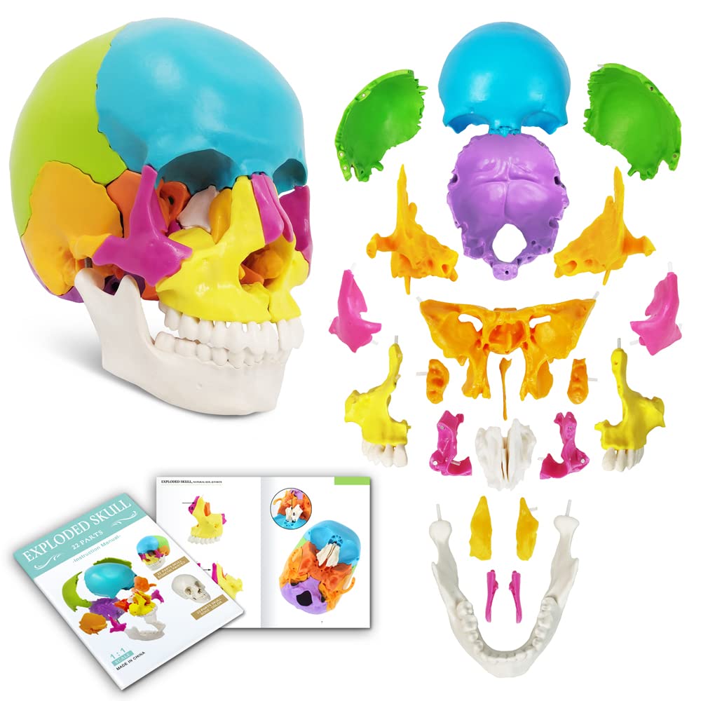 NEW HORIZON 22 Parts Palm-Sized Anatomy Exploded Skull Model,Detachable ...