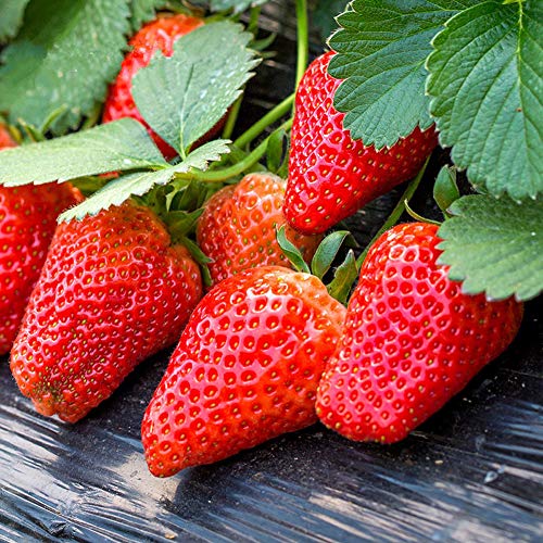 Graines de fraises rouges plus de 300 graines biologiques à haut ...