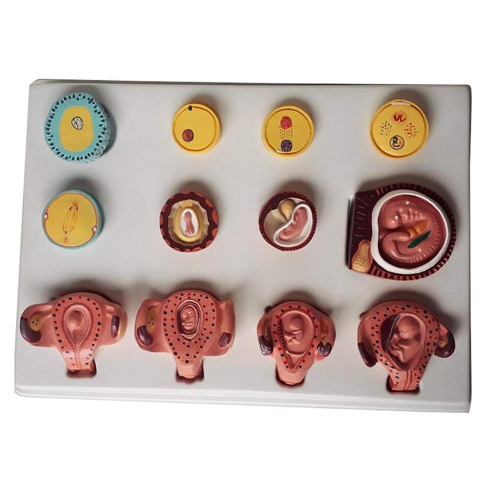 Buy FXQ Human Pregnancy Embryo Model Development Process ...