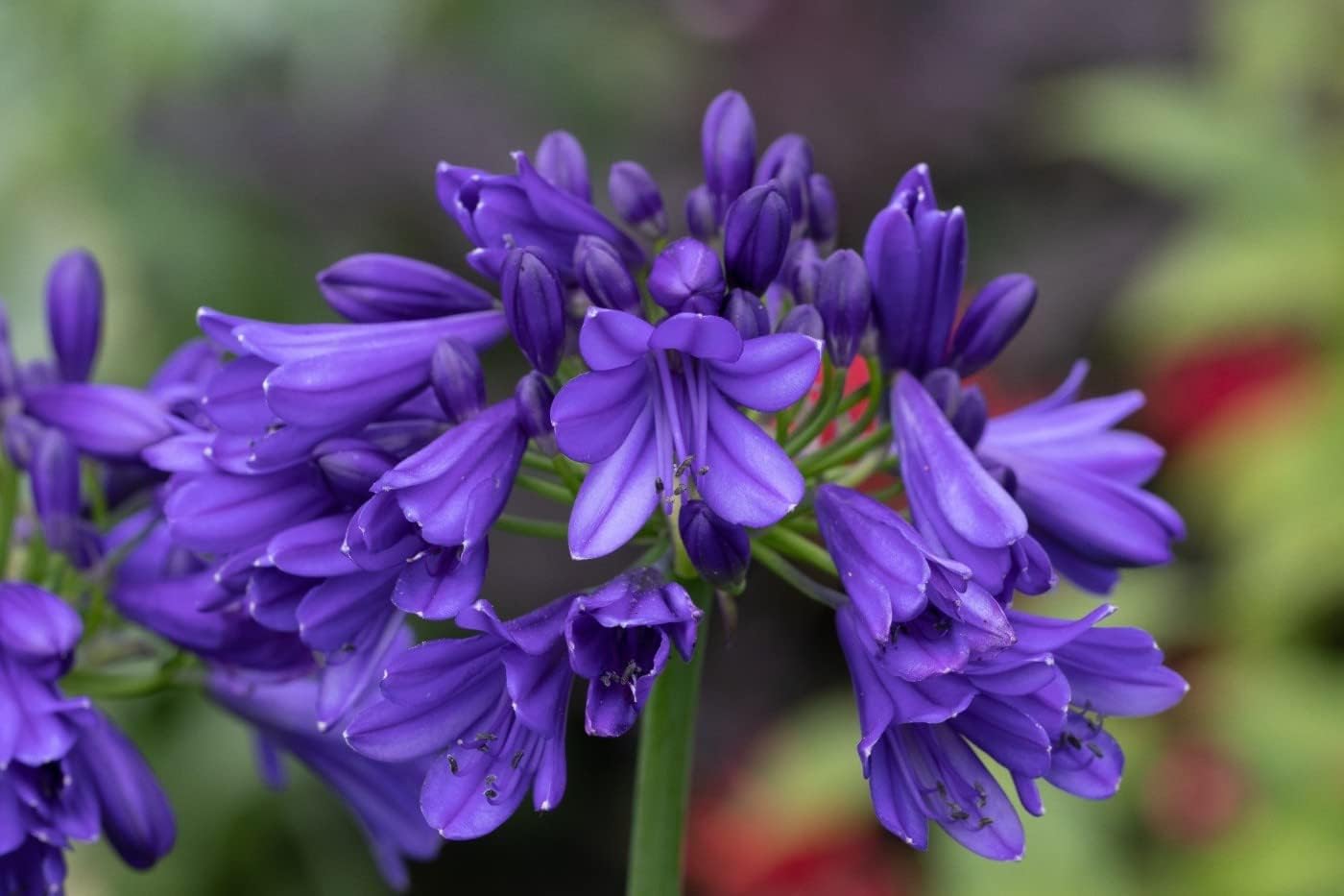 Agapanthus Blue Thunder, Evergreen, Inky Blue Flowers 2 Litre Pot ...