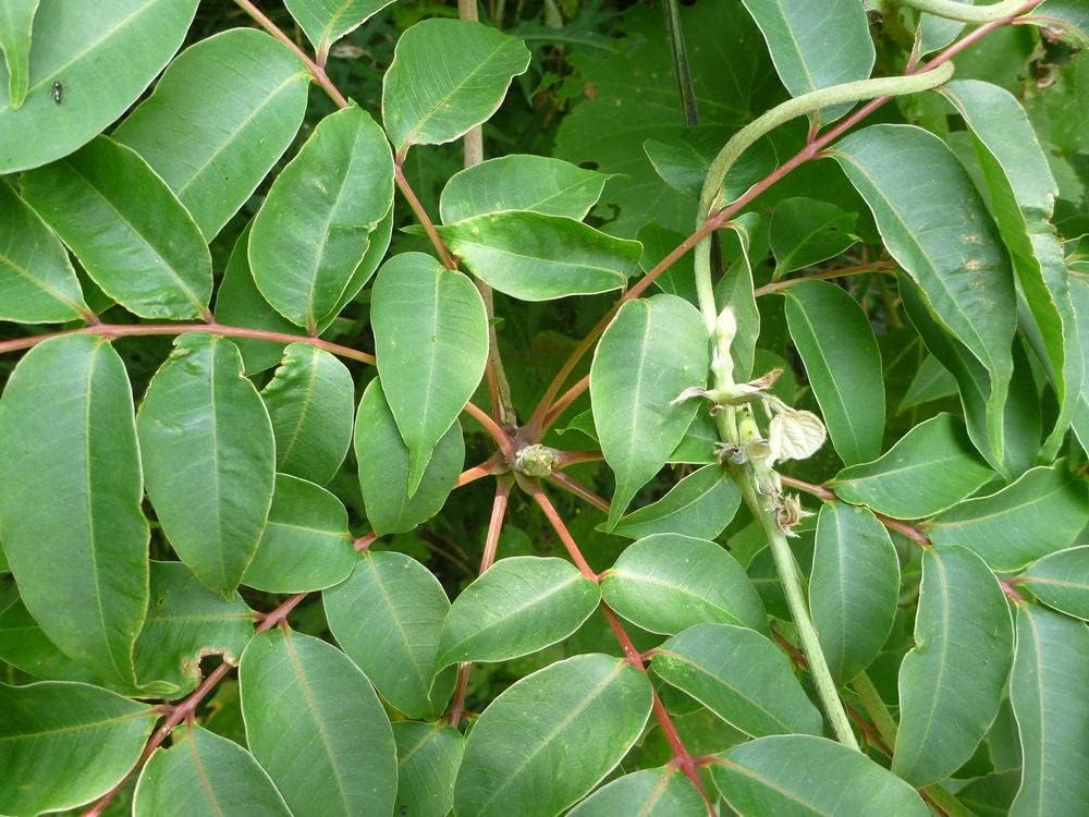 Buy Chinese Lacquer Tree Seeds 200pcs Plant Toxicodendron Vernicifluum ...