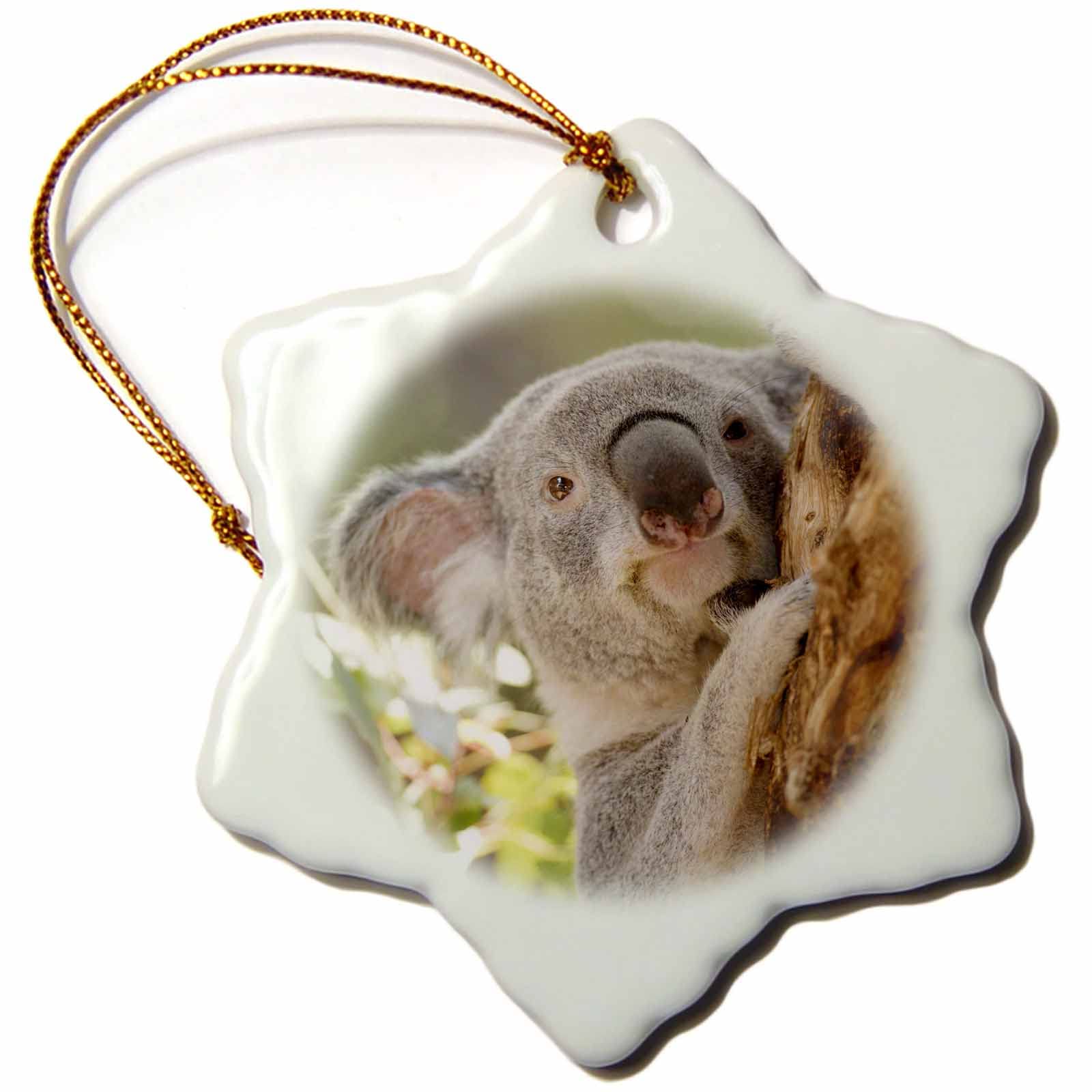 San Diego Zoo Koala