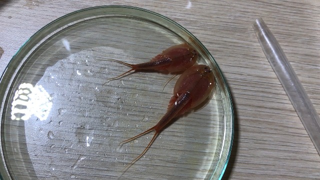 Watch Triops Red Longicaudatus - 2 months old on Amazon Live