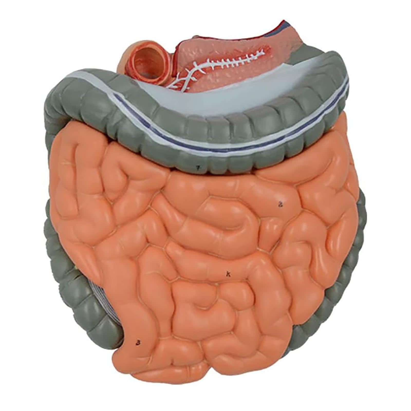Anatomy Lab Model Digestive 1:1 Life Size Anatomical Human Pancreas