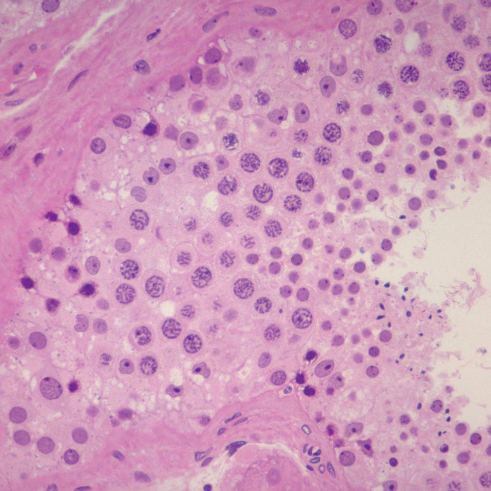 Testis Microscope Slide