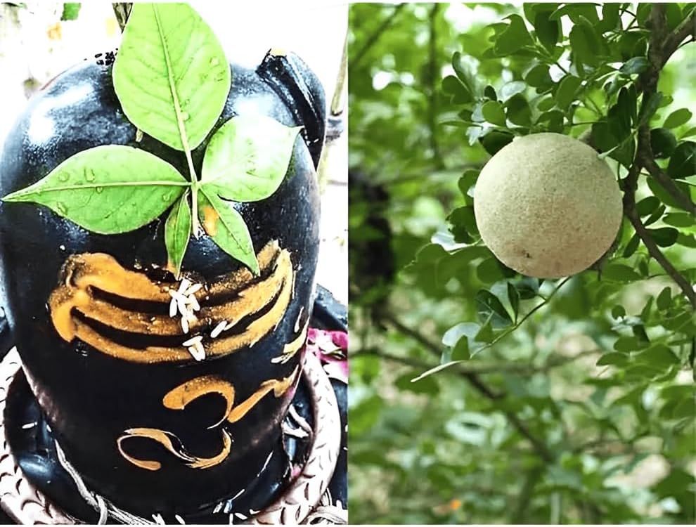 Ariya Live Belpatra Fruit Plant (Pack of 1 Plant) Bel-patra : Amazon.in ...