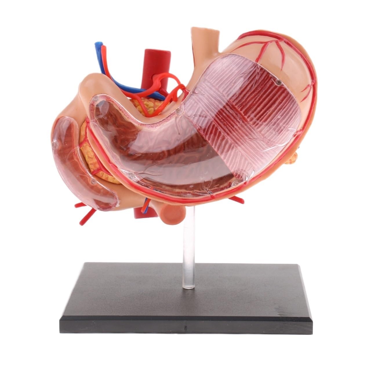 Human Stomach Model Anatomical Human Stomach & Pancreas Model Anatomy ...