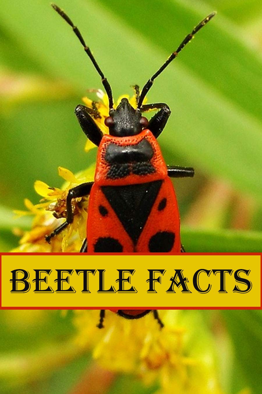 Buy Beetle Facts: Photobook of Beetle Facts with real images and Facts ...