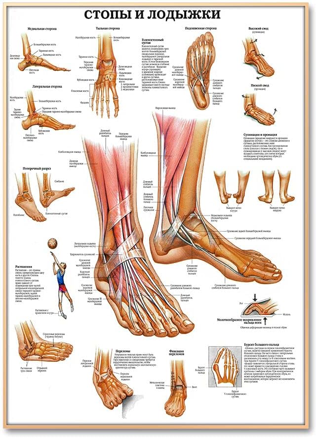 Anatomy Posters - Foot and Ankle Anatomical Chart - Anatomy and ...
