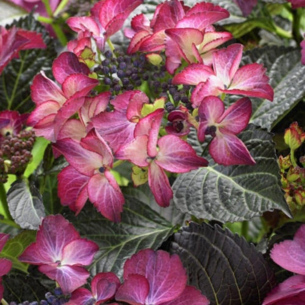 Plant Theory Dark Angel Hydrangea Macrophylla Shrub Plant 2L Pot ...