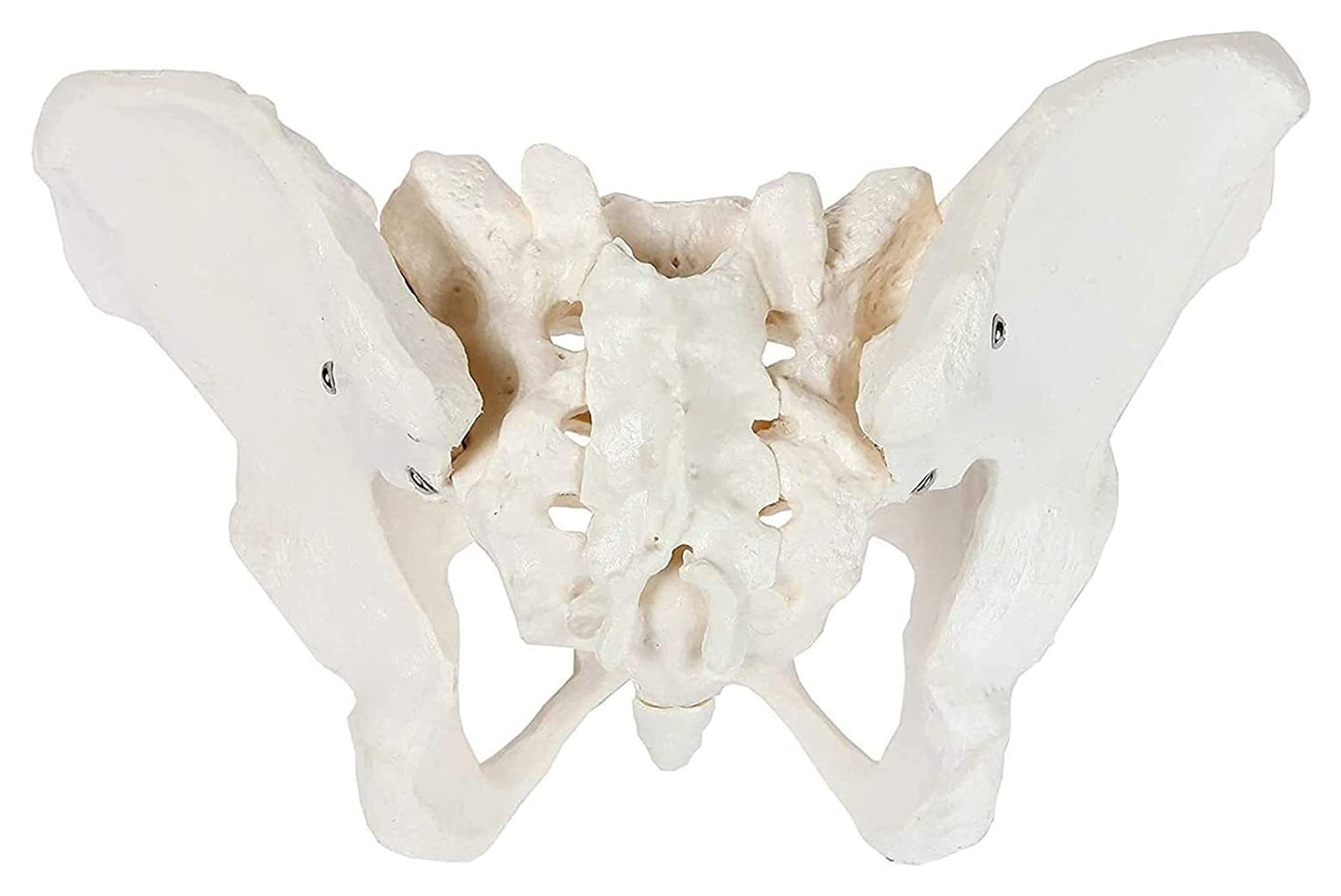 Amdhz Female Pelvis Skeletal Model Anatomical Model Medical Anatomical ...