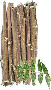 Amazon.com : Fresh Organic Neem Datun Chew Sticks Neem Twigs for Better ...