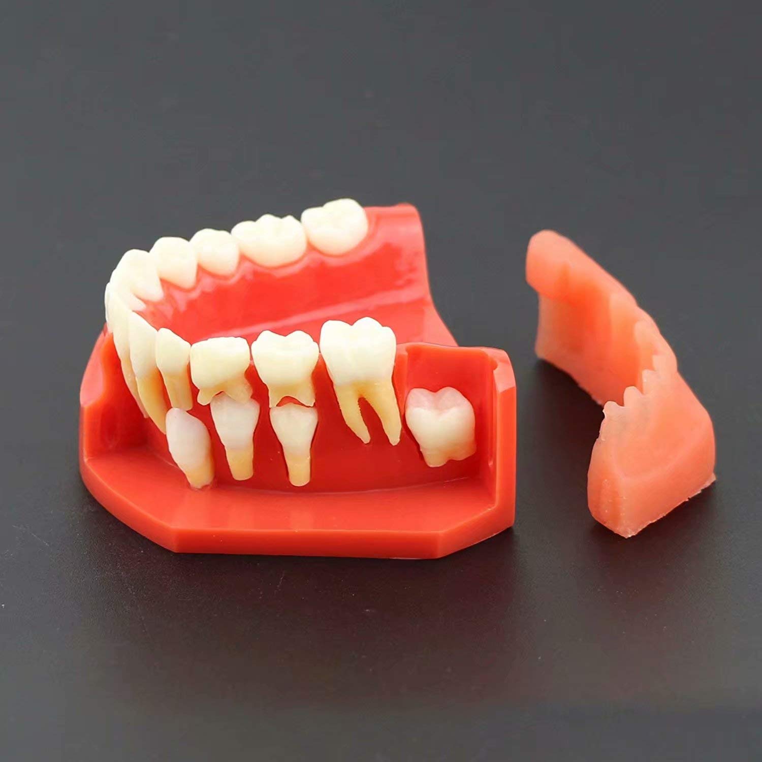 Multiple Types Dental Teeth Model Teaching Models Typodont Orthodontic ...