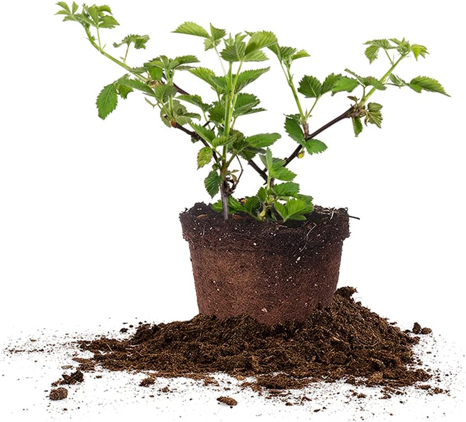 Amazon.com : Thornless Red Raspberry Plant Live 6 to 12 Inch Tall ...