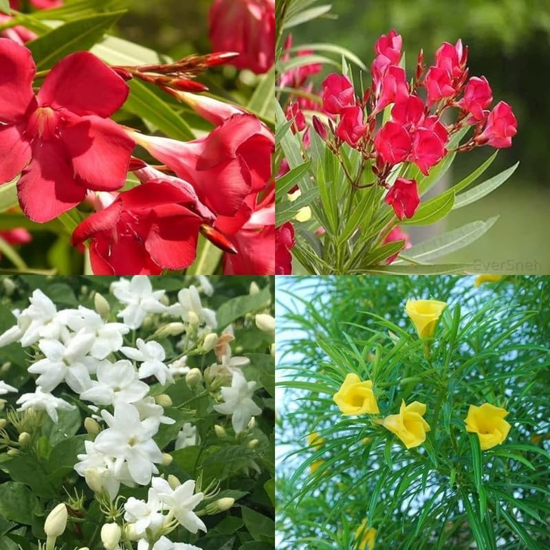 Kaner flower plants live, Live Multi petal Kaner Alari Ganneru korobi ...