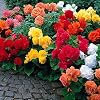 Amazon.com : Begonia Non Stop Mix (3 Bulbs) Brilliant Color Throughout ...