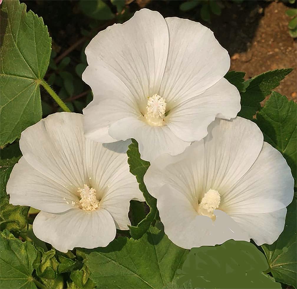 Amazon.com : White Mallow Shrub Seeds - Long Blooming Period in All ...