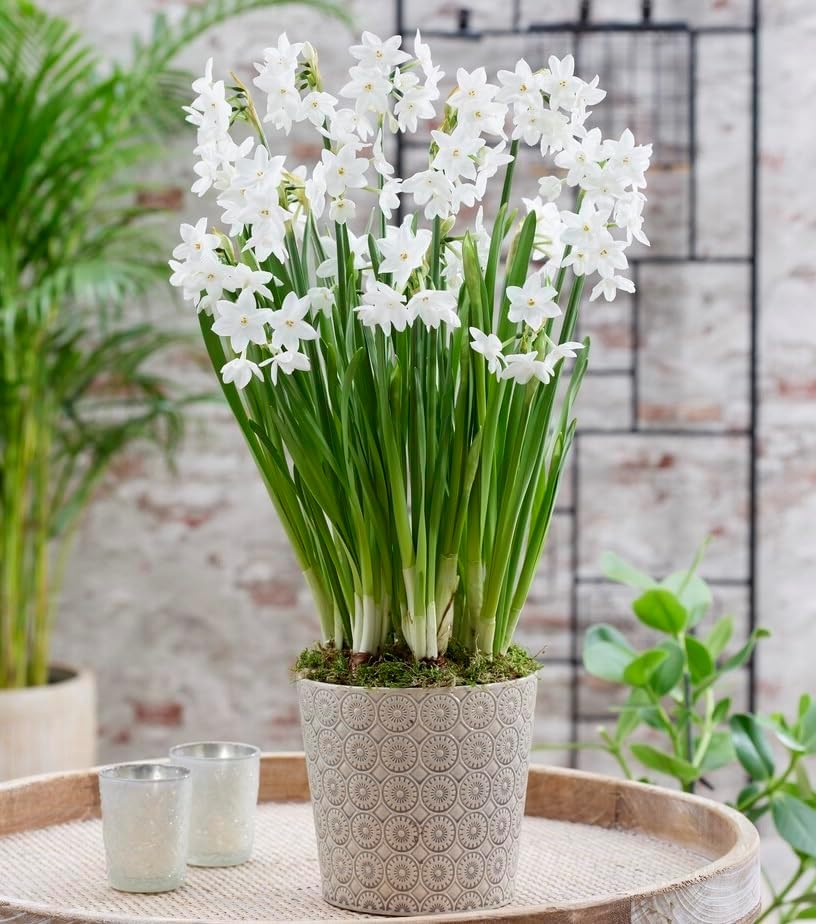 Amazon.com : Fantastic Fragrant Paperwhite Daffodil Flowers - 3 Bulbs ...