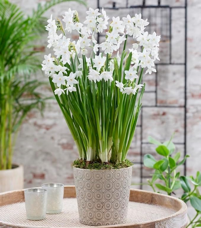 Amazon.com : Paperwhite Narcissus Bulbs for Planting - Jumbo Ziva ...