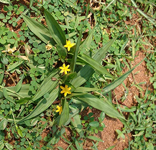 HERBALISM Tal-muli Kali musli Tirna padi Talamuli Musali Kali musali ...