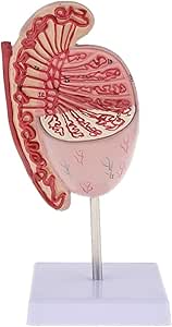 Testes Human Organs Model Life Size Male Genital Statue 1: 3.5 Times ...