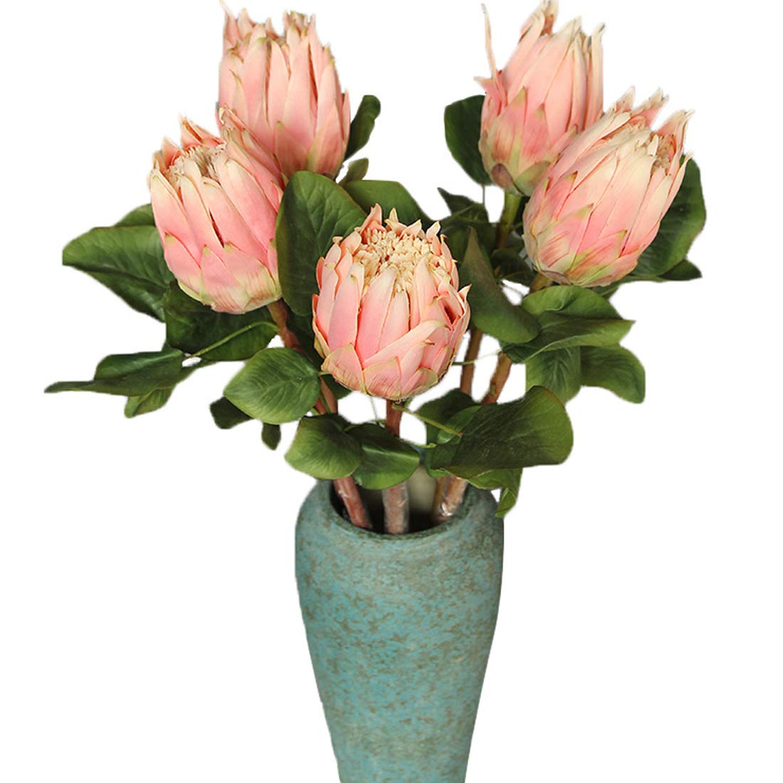 Amazon.com: Calcifer 5 Pcs The King Protea (Protea Cynaroides ...