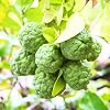 Amazon.com : Kaffir Lime Tree, Kaffir Lime Plant Starter Plant 2 to 4 ...