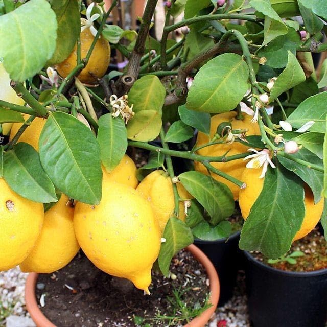 Greentower Gandharaj Lemon/Nimboo/Nimbu/Champra/Elumicchai Live Plant ...