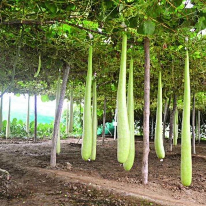 Zeniso® Extra Long Bottle Gourd (Lauki/Ghiya) Seeds, Indian Vegetable ...