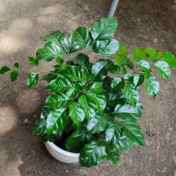 PLANT STORE® Radermachera | Versatile Indoor/Outdoor Organic Air ...