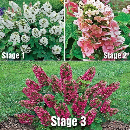Dwarf Oakleaf Hydrangea Ruby Slippers