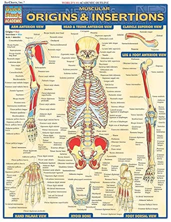 Muscular Origins & Insertions: QuickStudy Laminated Reference Guide ...