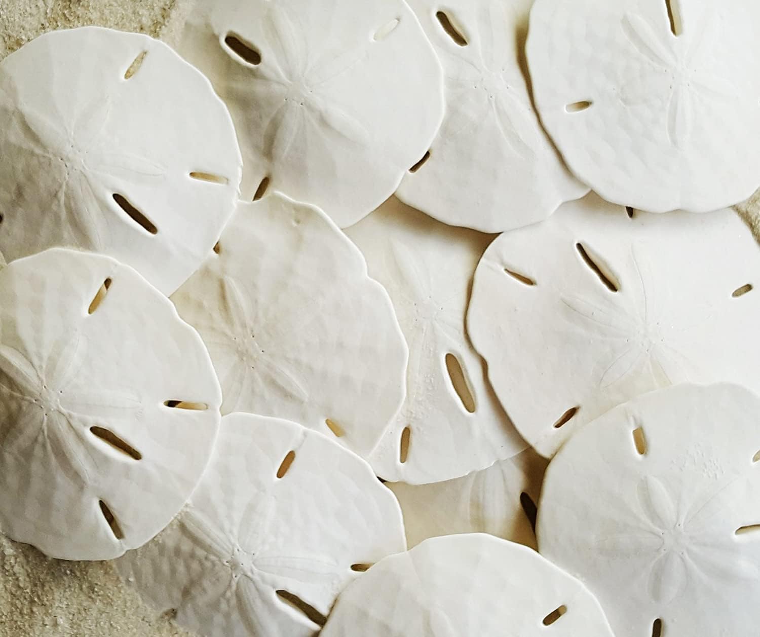 Amazon.com: White Sand Dollars 2.5"-3" - 20pcs - Wedding Seashell Craft ...