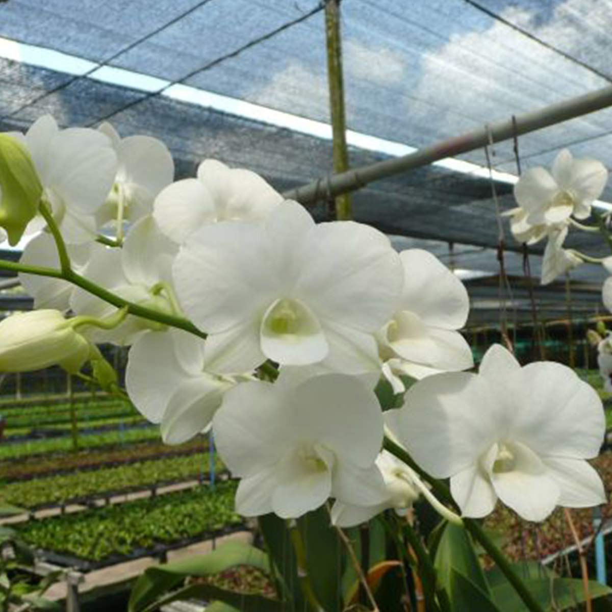 Dove Orchid