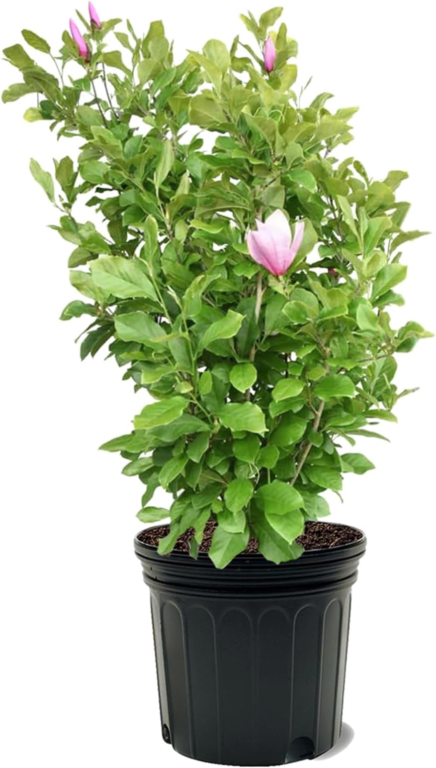 Amazon.com: American Plant Exchange Jane Magnolia Tree, 7 Gallon Pot, 3 ...