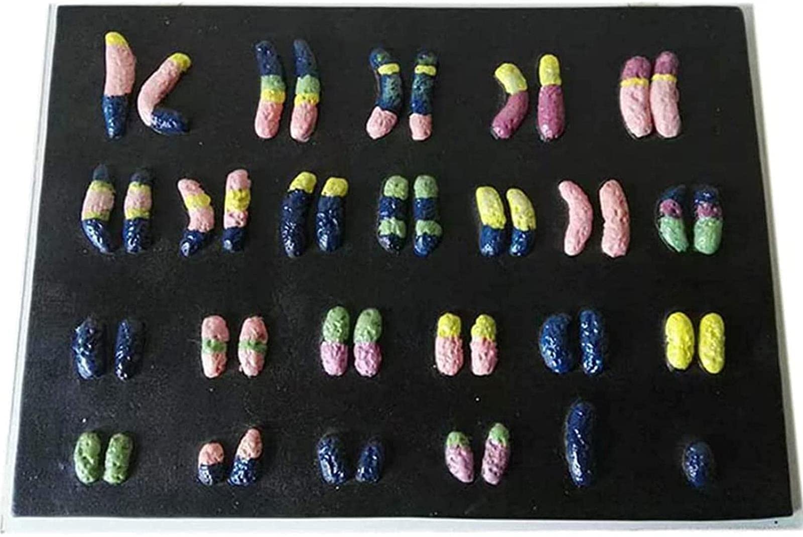 Buy Human Chromosome Anatomy Model - Chromosome Anatomic Model ...