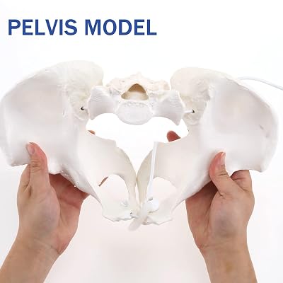 LYOU Life-Size Flexible Female Pelvis Model for Thailand | Ubuy