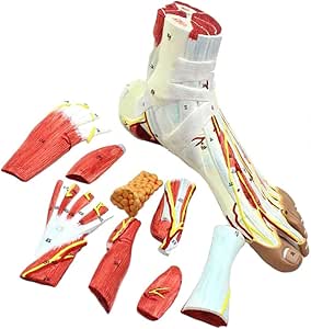 Amazon.co.jp: Human Body Foot Model 360° Scientific Anatomy Model Foot ...