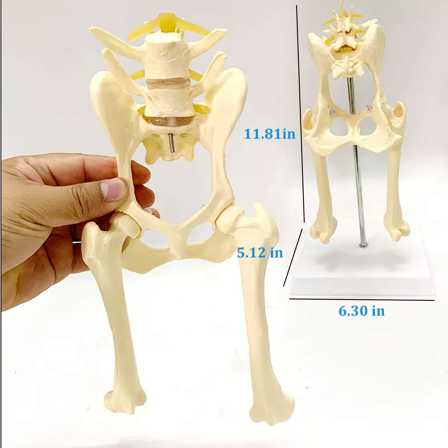 Canine Pelvis Bones
