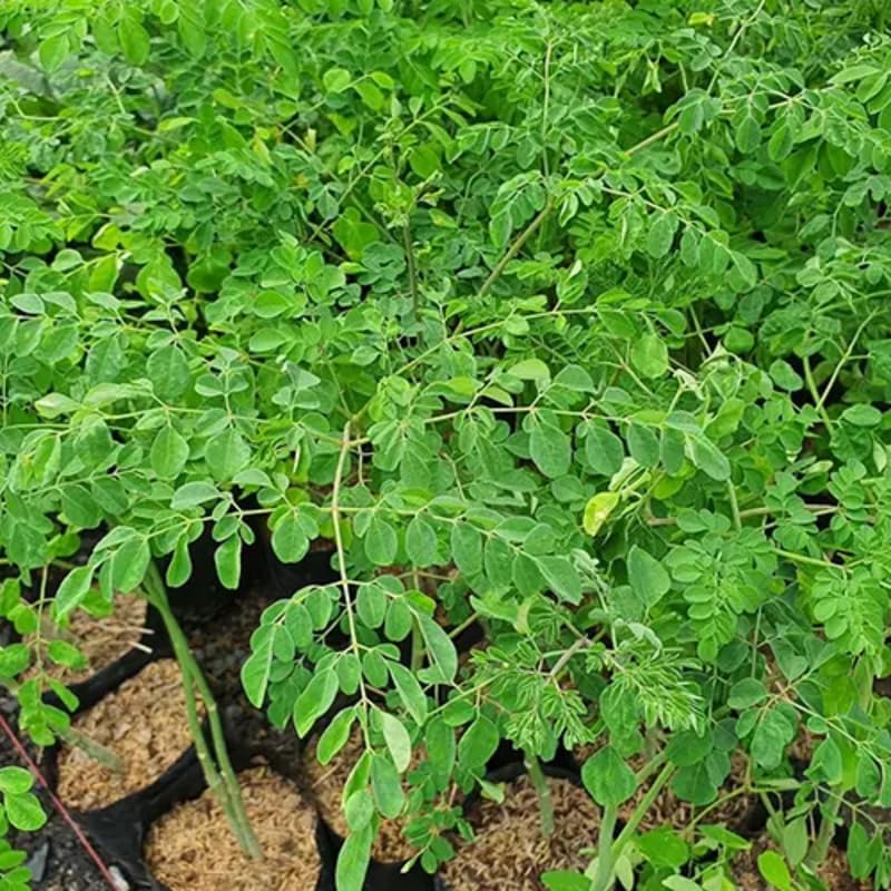 Amazon.com : Set 2 Moringa Trees, Moringa Live Plants, Moringa Plants ...