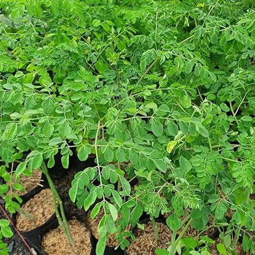 Amazon.com : Set 2 Moringa Trees, Moringa Live Plants, Moringa Plants ...