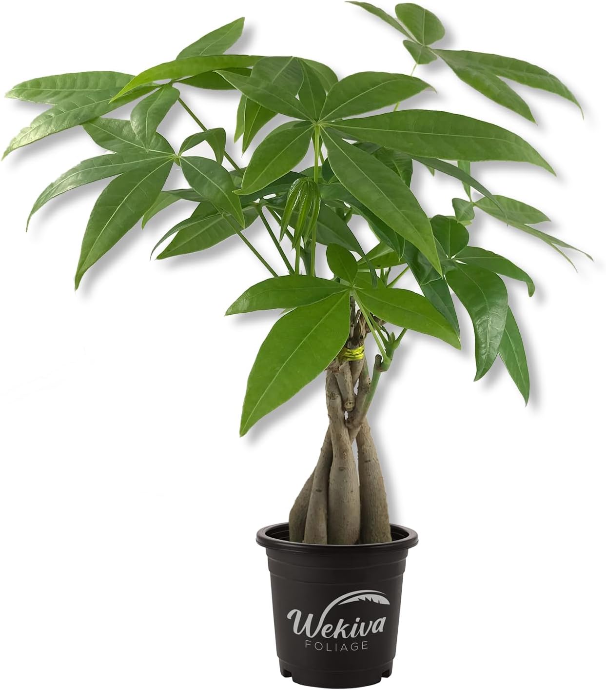 Amazon.com: Money Tree Braid - Live Plant in an 4 Inch Growers Pot ...