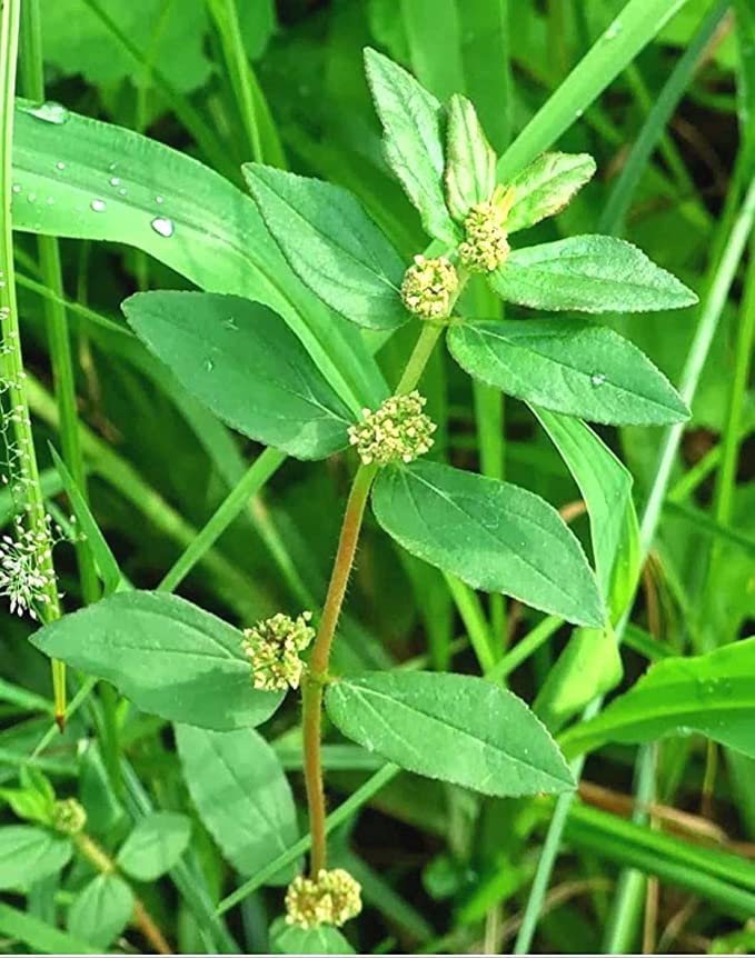 Buy Healthy Vibe Asthma weed Dudhi Euphorbia hirta Chitakuti Fresh ...