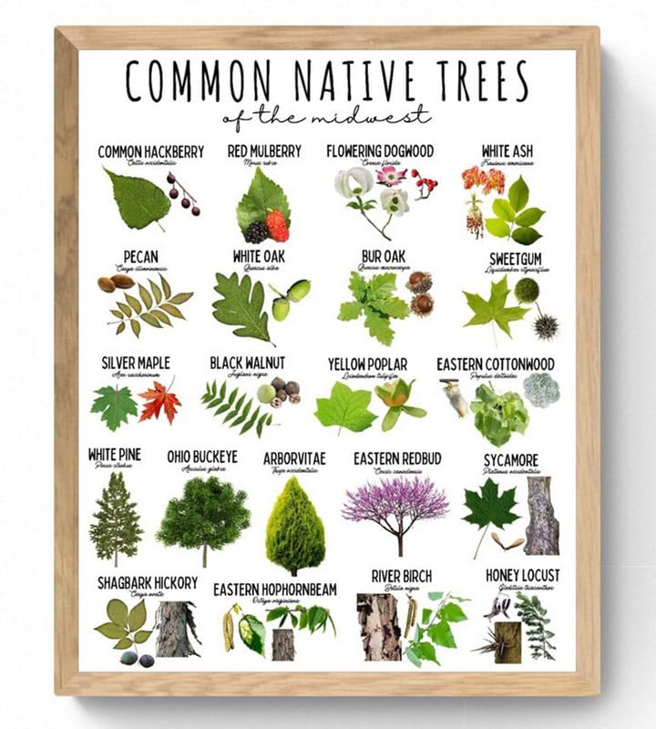 Amazon.com: Common Native Trees Poster, Midwest Native Trees Print ...